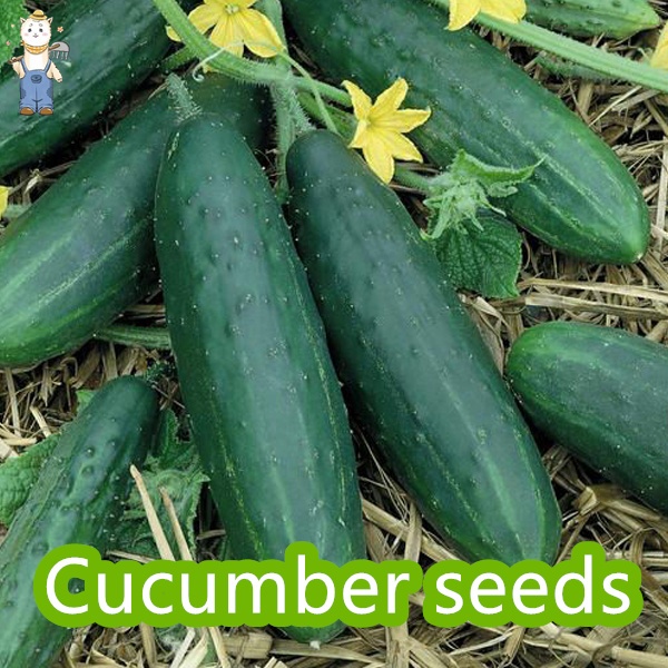 เมล็ดพันธุ์ แตงกวา เทนเดอร์กรีน 50 เมล็ด Tender Green Cucumber seed ...