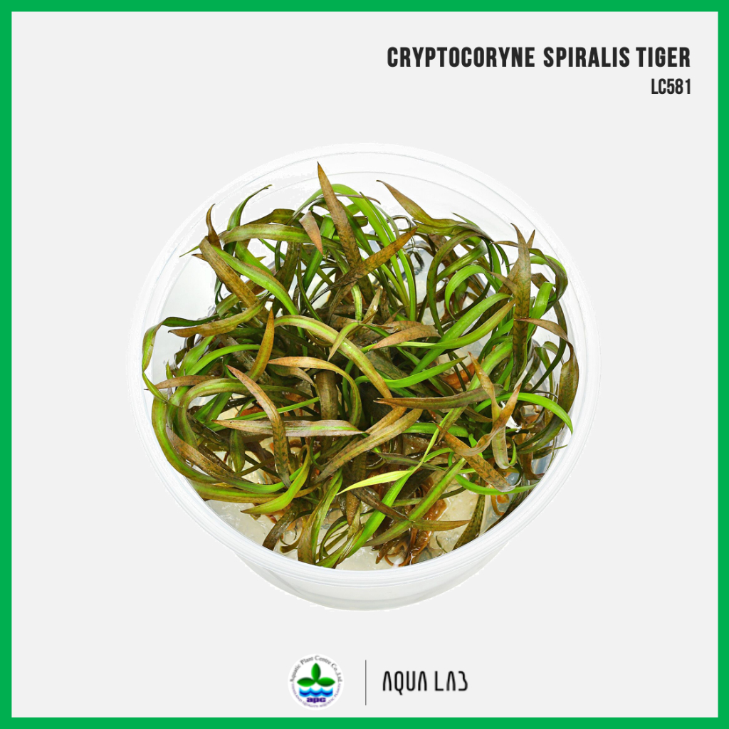 [APC] Cryptocoryne spiralis tiger (คริปสไปรัลลิสไทเกอร์) [ไม้น้ำ - Aquatic Plant] LC581 | Shopee ...