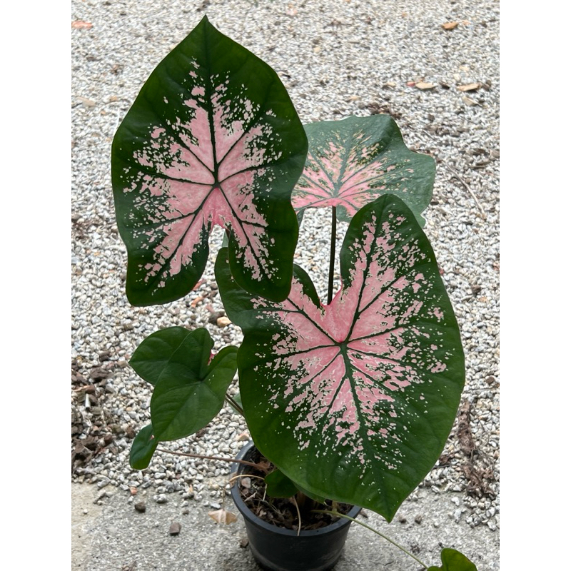 บอนสีสายพันธุ์ต่างประเทศ Florida Elise กระถาง6“ | Shopee Thailand