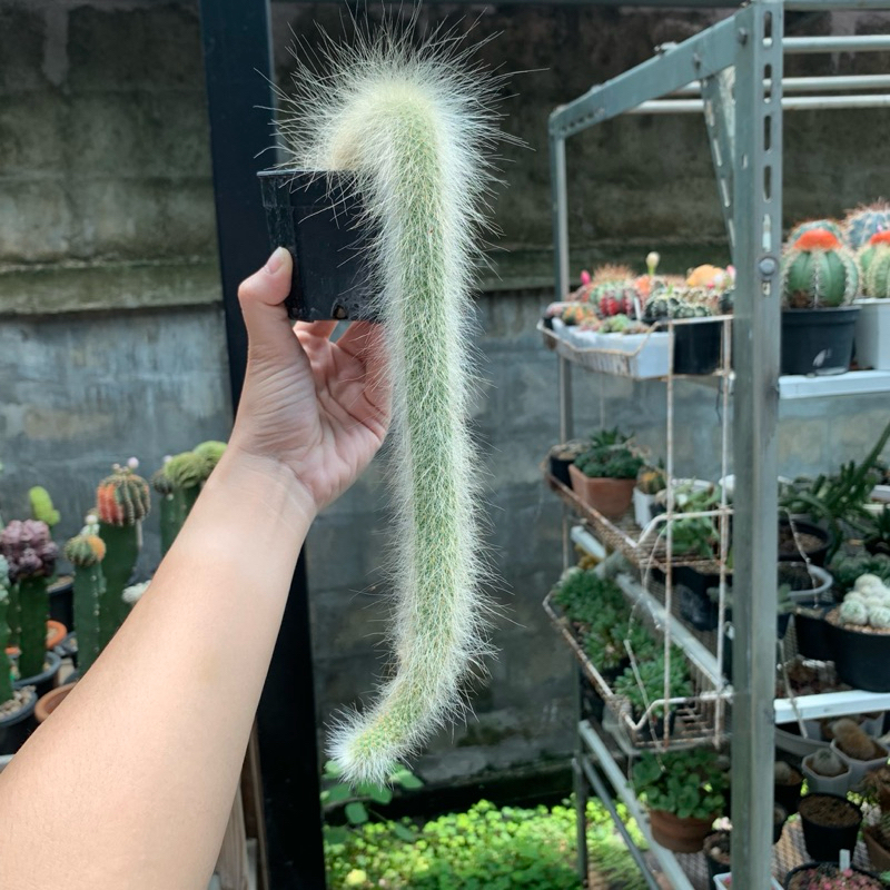 กระบองเพชรหางลิง Monkey tail‘s cactus | Shopee Thailand