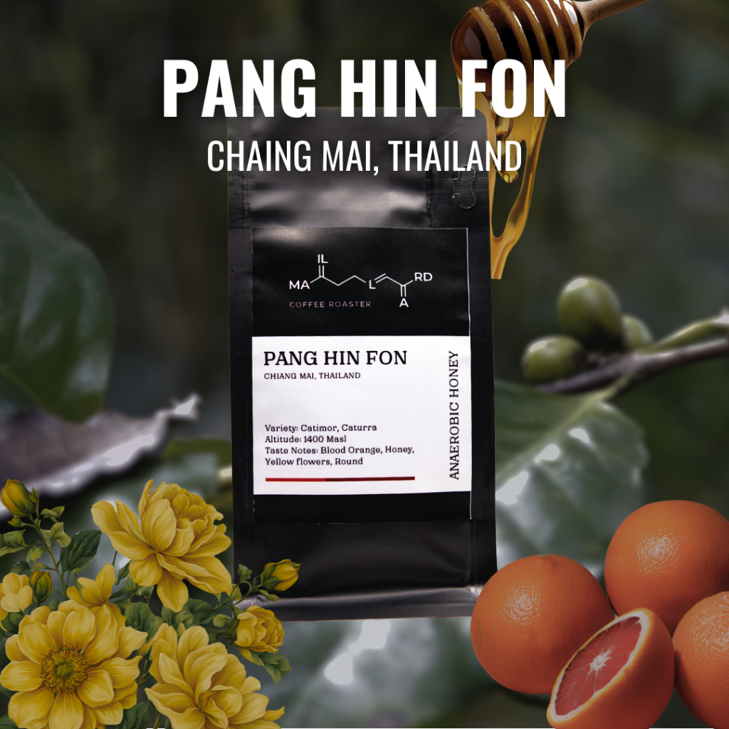 Maillard Coffee Roaster เมล็ดกาแฟคั่ว ปางหินฝน Pang Hin Fon Chiang Mai ...
