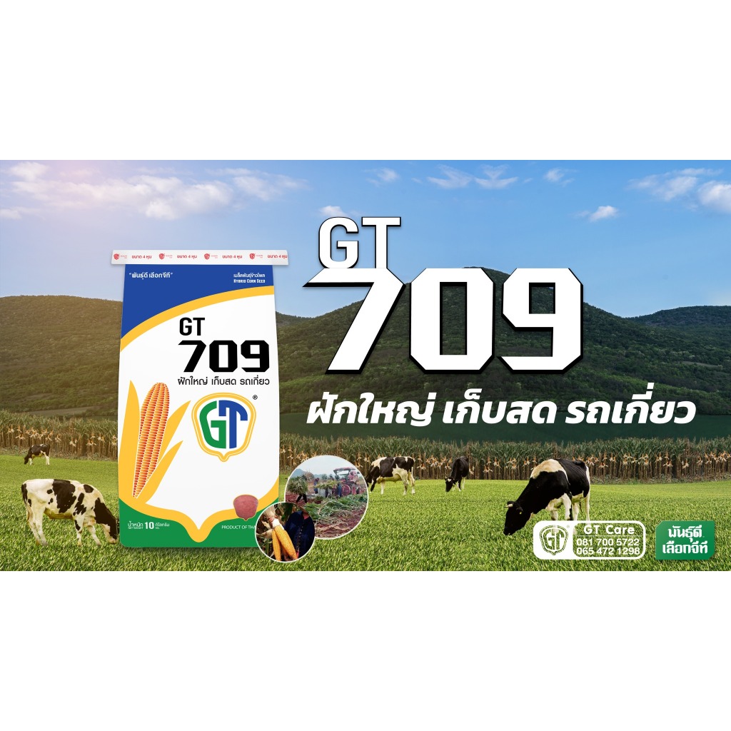 เมล็ดพันธุ์ข้าวโพดเลี้ยงสัตว์ GT 709/M (3.5หุน) Hyprid seeds (Zeamays ...