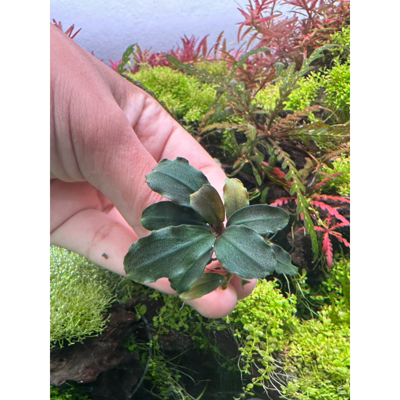 บูเซป bucep ghost ต้นไม้น้ำ พร้อมลงตู้ | Shopee Thailand