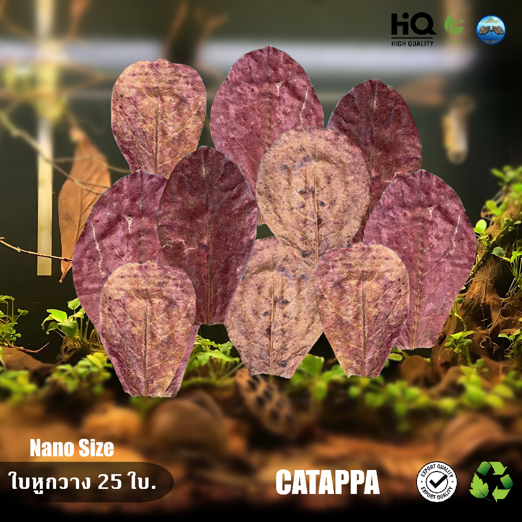 ใบหูกวางทับแบนตัดก้าน คัด SIZE พิเศษ "Nano Size" จำนวน 25+ ใบ สำหรับปลา ...