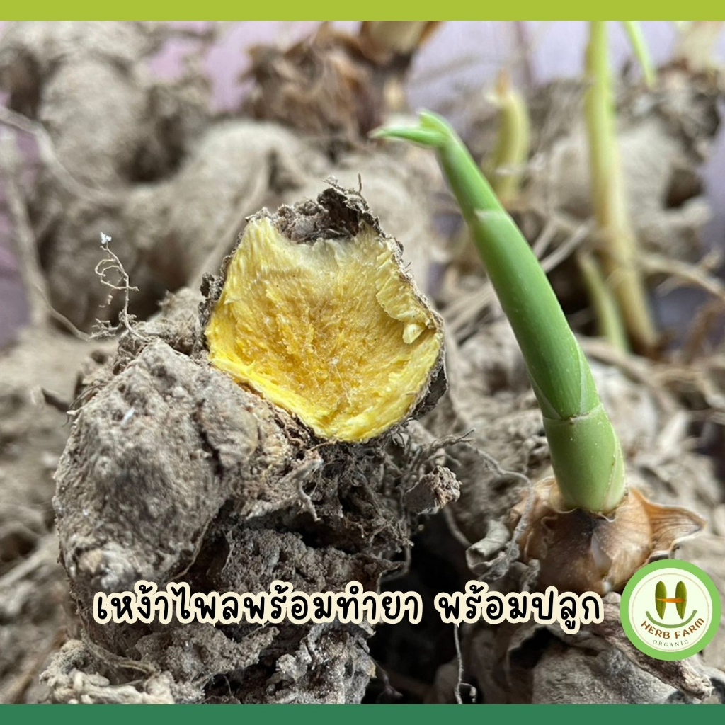 ไพล ว่านไพล Phlai ปลูกได้ ทำยาได้ ปลอดสารเคมีทุกชนิดจริง มาตรฐานเกษตร ...