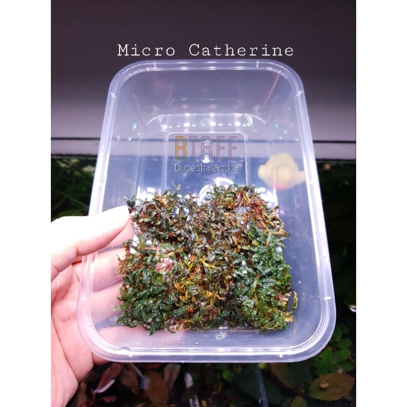 Bucephalandra Micro Catherine บูเซปใบเล็กที่สุดในโลก | Shopee Thailand