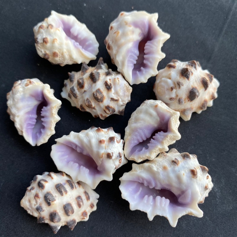 เปลือกหอยทะเลปากสีม่วง 50g purple mouth seashells เปลือกหอยนางรม ...