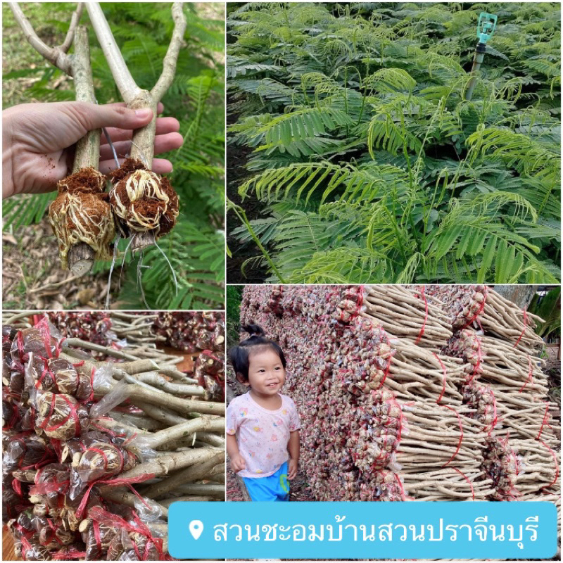 ต้นชะอม กิ่งตอน 5 กิ่ง รากแน่นพร้อมปลูก | Shopee Thailand