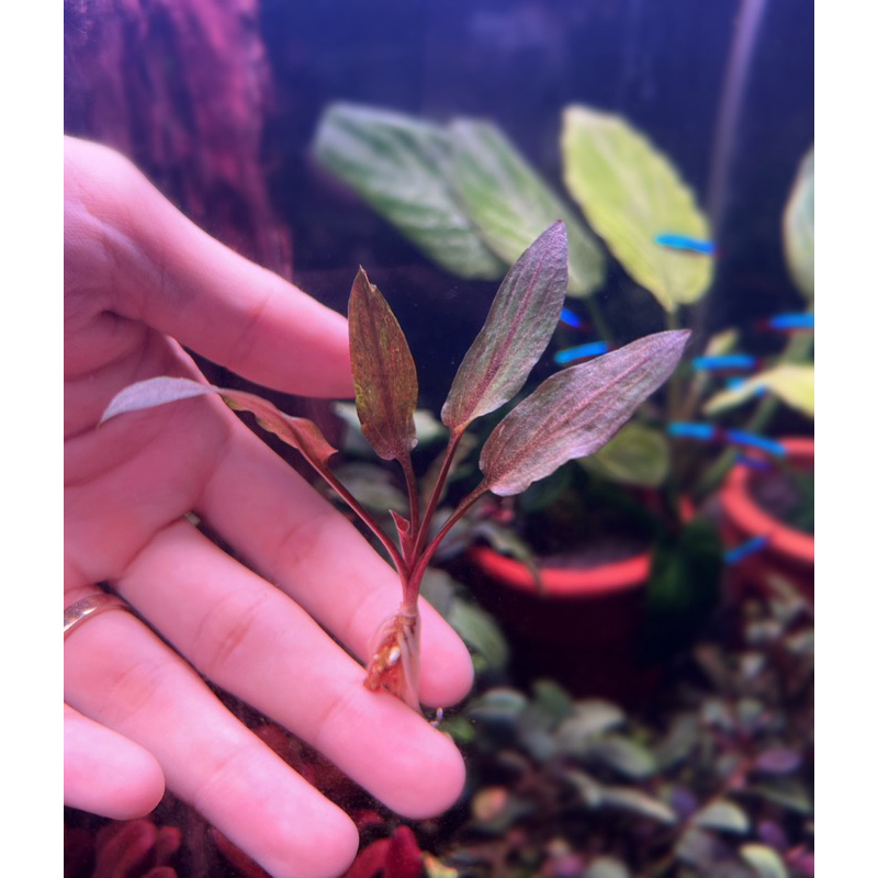 cryptocoryne florida sunset , คริปฟอริดาซันเซ็ต , คริปหายาก , ต้นไม้น้ำ ...