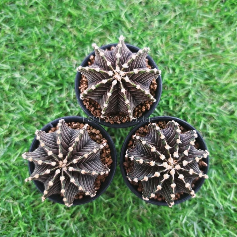 ยิมโน LB2178 แท้/ไม้เมล็ด(3 ต้น)Gymnocalycium mihanovichii LB2178 แคคตัส กระบองเพชร | Shopee ...