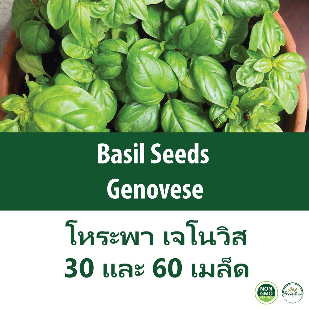 เมล็ดโหระพา Basil - Genovese 30 และ 60 เมล็ด | Shopee Thailand