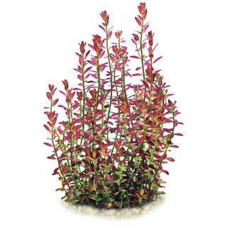 [APC] Rotala Florida Sunset ramosior (โรทาล่าฟลอริด้าซันเซ็ท) [ไม้น้ำ ...