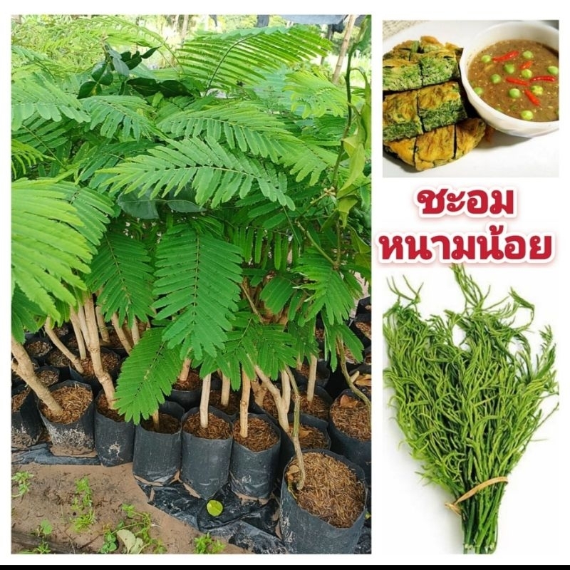 ชะอมหอม พันธุ์หนามน้อย กลิ่นหอมเป็นที่ต้องการของตลาด ต้นพันธุ์เป็นกิ่ง ...