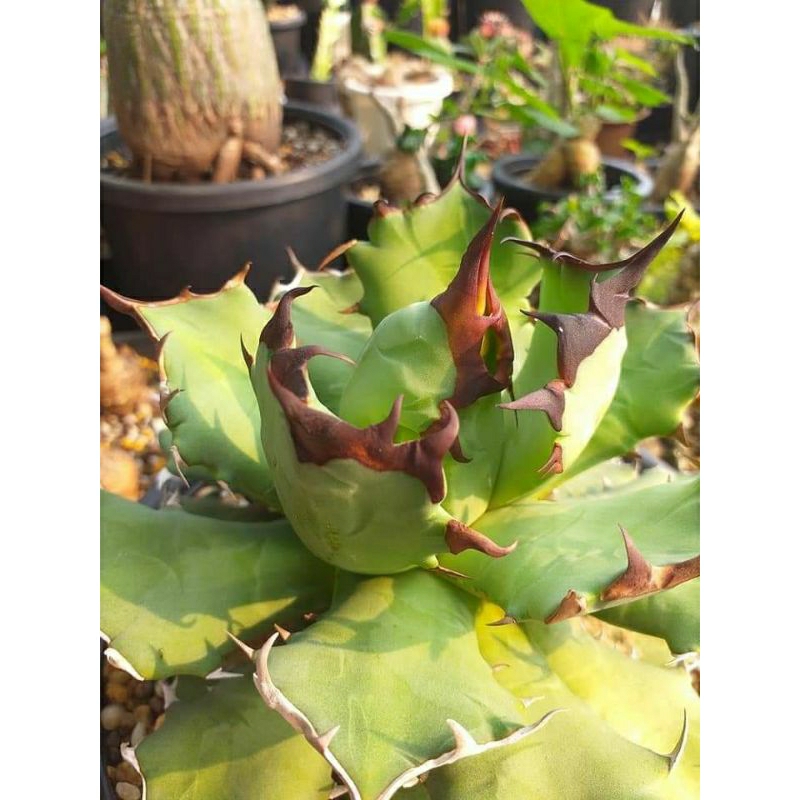 ส่งฟรี อากาเว่ Agave titanota no.1 compact ไซส์แม่พันธุ์ หนามดุ ฟอร์มดี ขนาดกระถาง 6" รุ่นให้ ...