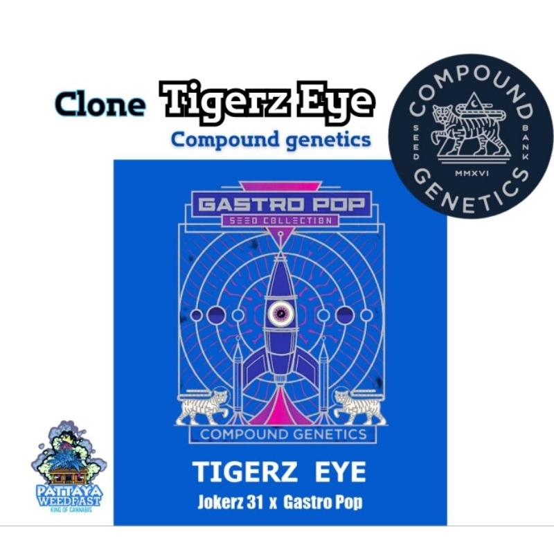 compound genetics Tigerz Eye clone | Shopee Thailand