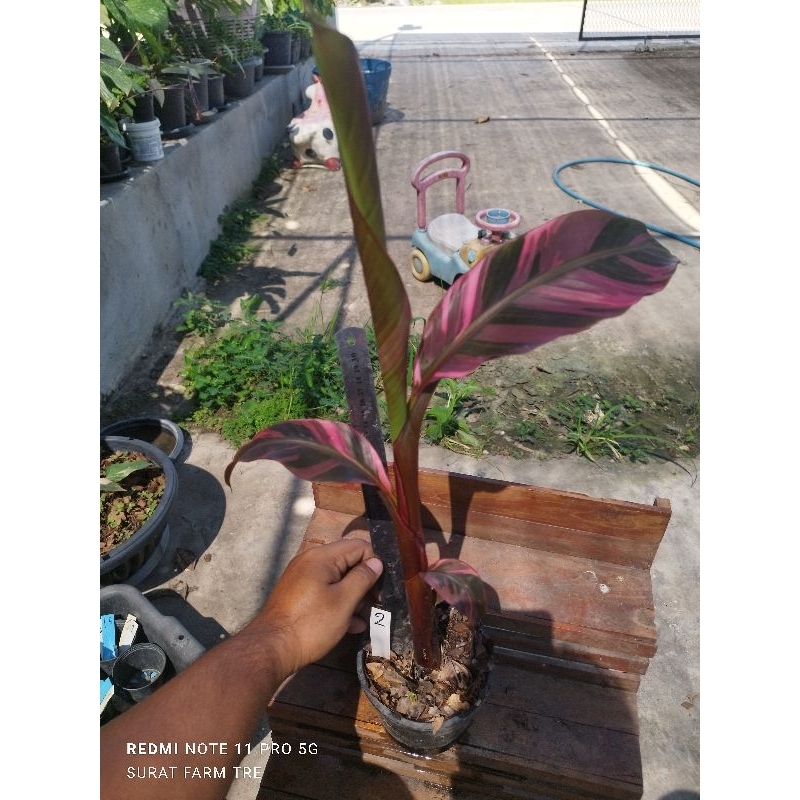 กล้วยโนโนะ Musa Nono Banana Variegated New Rare Tissue Culture Plants ...