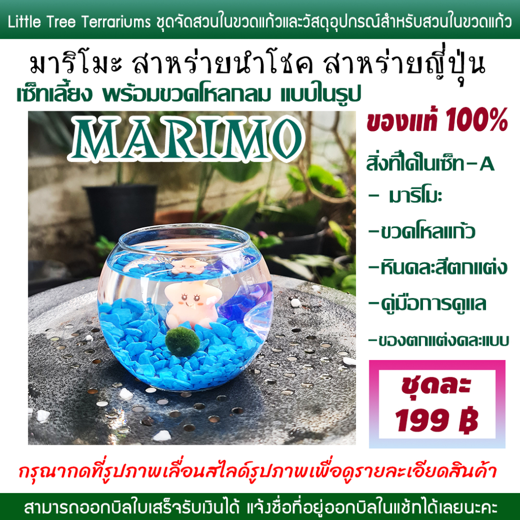 มาริโมะ เซ็ทเลี้ยงพร้อมขวดโหลแก้ว Marimo ญี่ปุ่น | Shopee Thailand