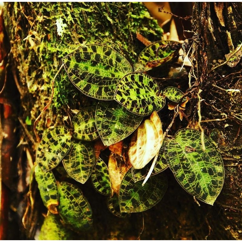 Macodes petola /jewel orchid /มาโกเดส แสงเหนื่อยามค่ำคืน #macodes # ...