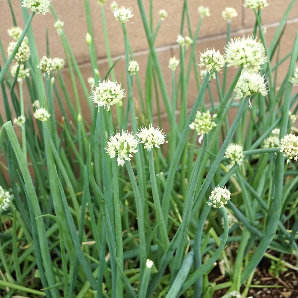 White Blossom Scallion Seeds - 30 เมล็ดสวนคุณภาพระดับพรีเมี่ยม, สลัดสด ...