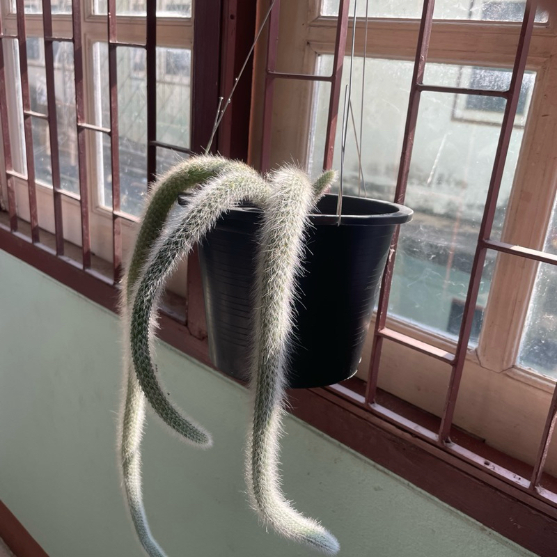 หางลิงไม้เมล็ด แคคตัส | Shopee Thailand