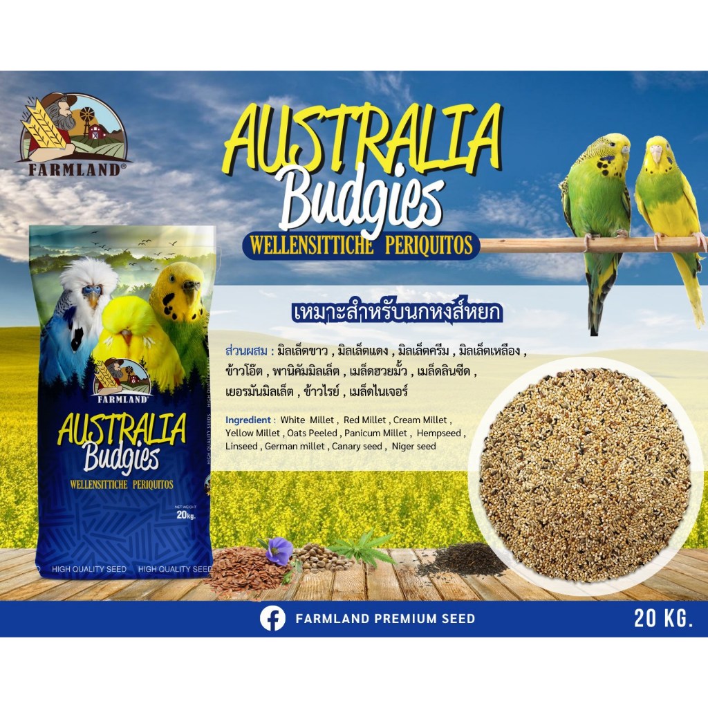 FARMLAND AUSTRALIA BUDGIES | Shopee Thailand