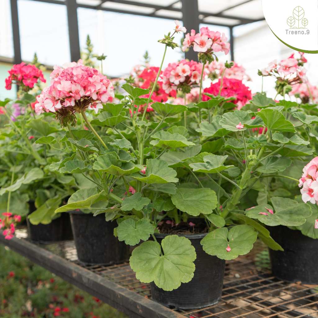 Treeno.9 T443 เจอราเนียม คละสี (Geranium) กระถาง 8 นิ้ว / สูง 30-40 ซม. ...
