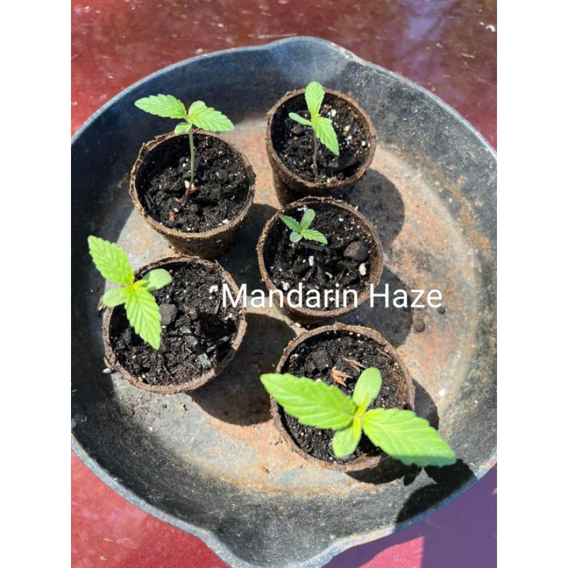 Mandarin Haze เมล็ดพันธุ์แท้ ชุด5เมล็ด | Shopee Thailand