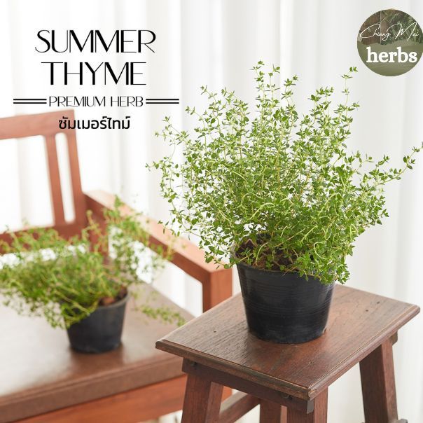 H23ซัมเมอร์ ไทม์ (Summer Thyme) ใบจะตั้งขึ้น กระถาง 6 นิ้ว สูง 25 cm. สมุนไพรฝรั่ง เครื่องเทศ ...