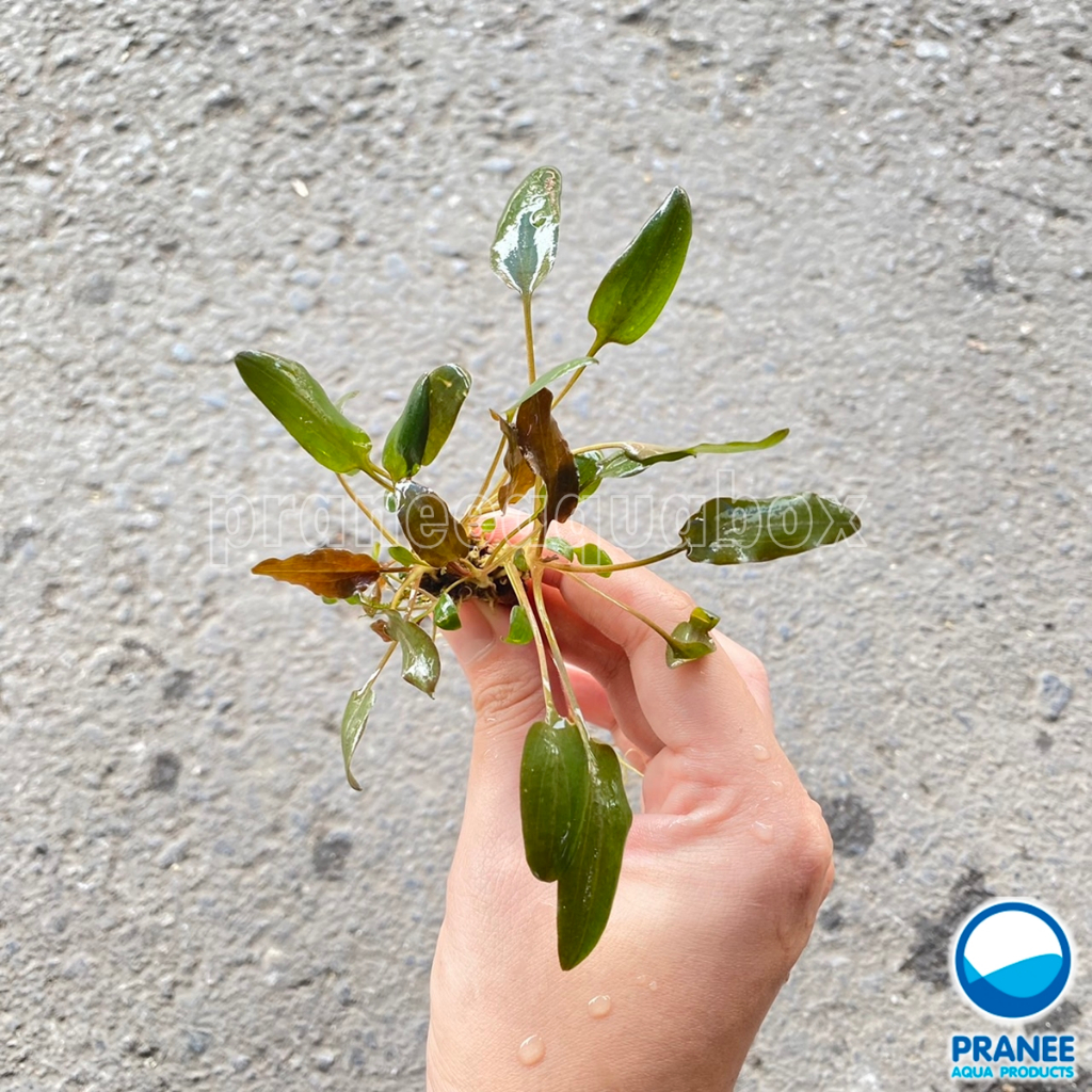 Cryptocoryne florida sunset คริป ฟอริด้า ซันเซท ต้นไม้น้ำพร้อมปลูก ...