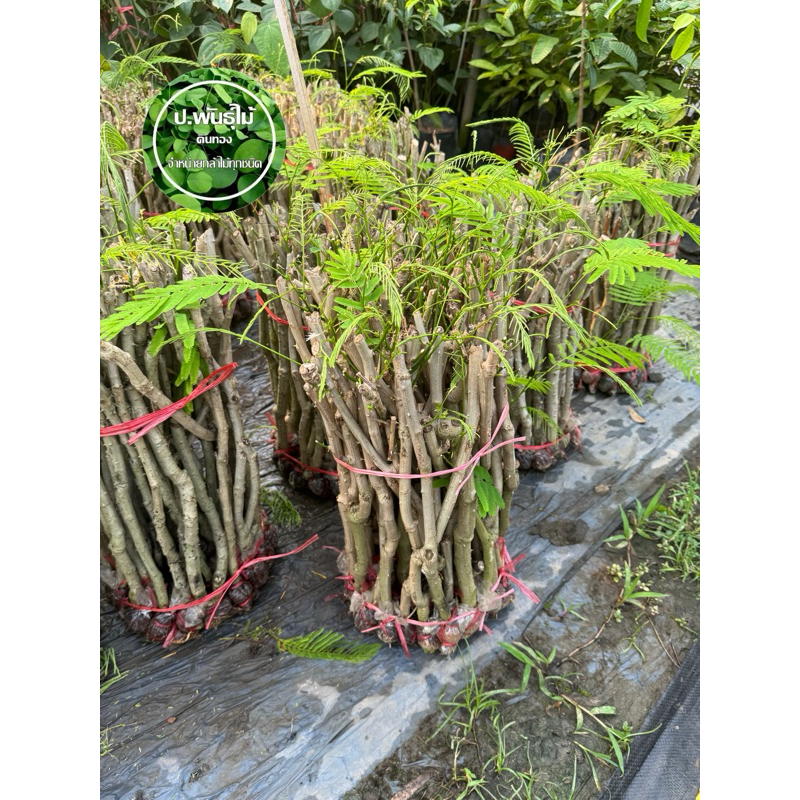 ต้นชะอม กิ่งชะอม กิ่งตอน ️ชุดละ 10 กิ่ง ️เสียหายเคลมฟรี | Shopee Thailand