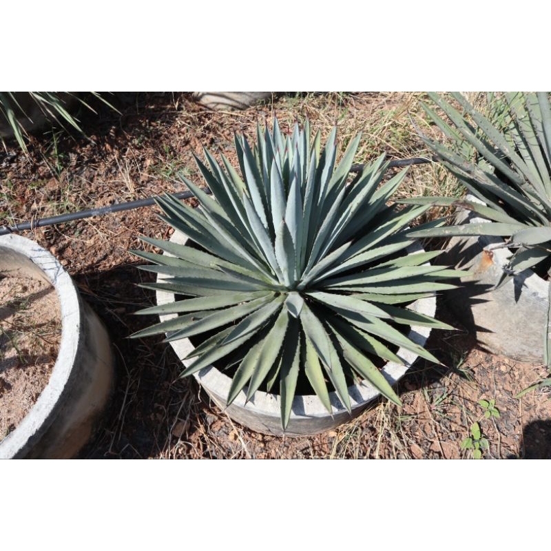 agave rhodacantha ขนาด 100-130 cm (เพาะจากเมล็ด) | Shopee Thailand