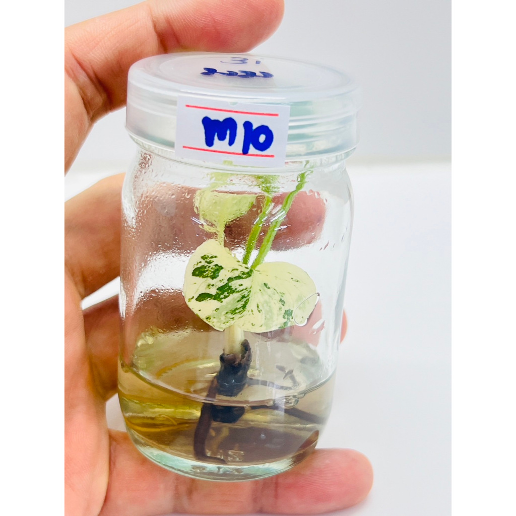 เนื้อเยื่อ มอนมิ้นท์ มอนสเตอร่ามิ้นท์ Monstera Borsi x deliciosa Mint ...