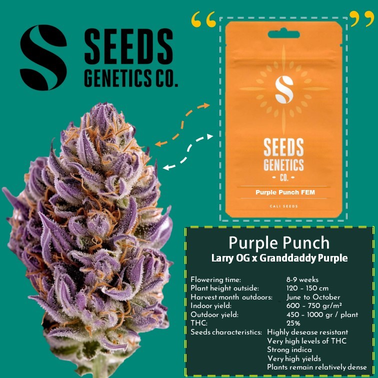เมล็ด Purple Punch - Seeds Genetics | Shopee Thailand