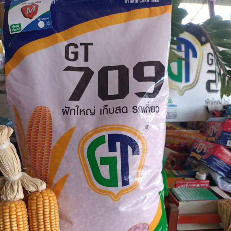 เมล็ดพันธ์ข้าวโพด GT709 จีที709(3.5หุน)ขนาด10กก | Shopee Thailand