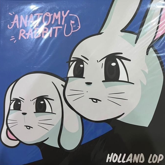 แผ่นเสียง LP Anatomy Rabbit : Holland Lop ( 1st press ) | Shopee Thailand