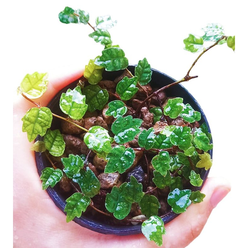 ตีนตุ๊กแกใบโอ๊ค ตีนตุ๊กแกแคระญี่ปุ่น (Oak leaf creeping) Ficus ...