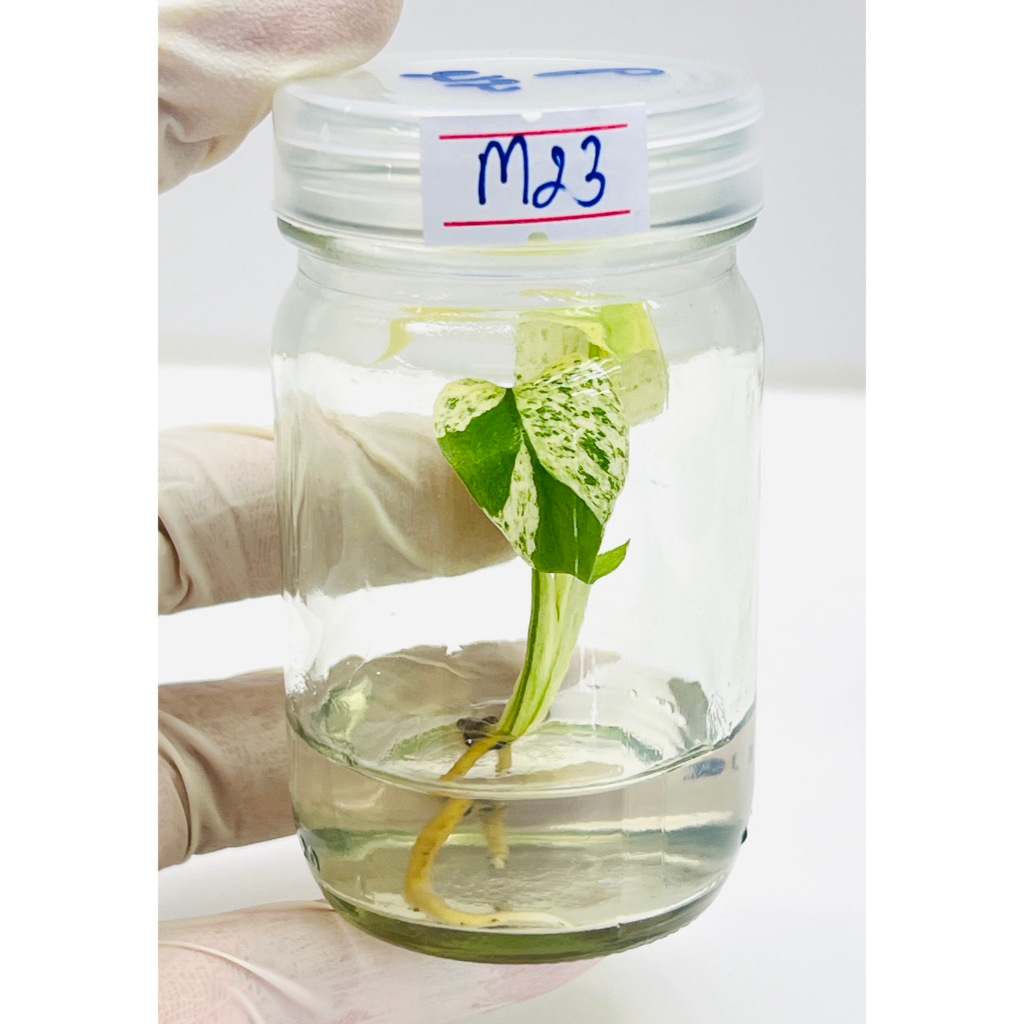 เนื้อเยื่อ มอนมิ้นท์ มอนสเตอร่ามิ้นท์ Monstera Borsi x deliciosa Mint ...