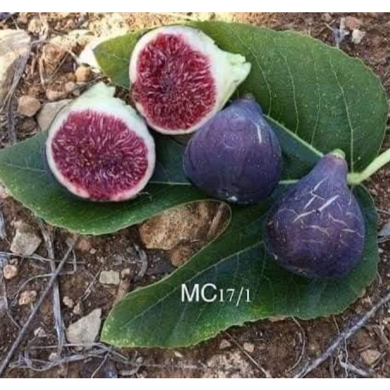 ต้นมะเดื่อฝรั่ง Figs สายพันธุ์ Mc17/1 จาก Majorca Island - Spain ต้น ...