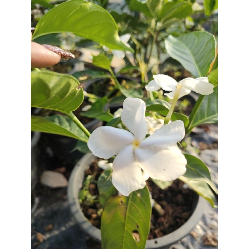 ต้นพุดฝรั่ง (พุดมาลัย) พุดอังกฤษ Tabernaemontana pandacaqui Lam. งานถุง ...