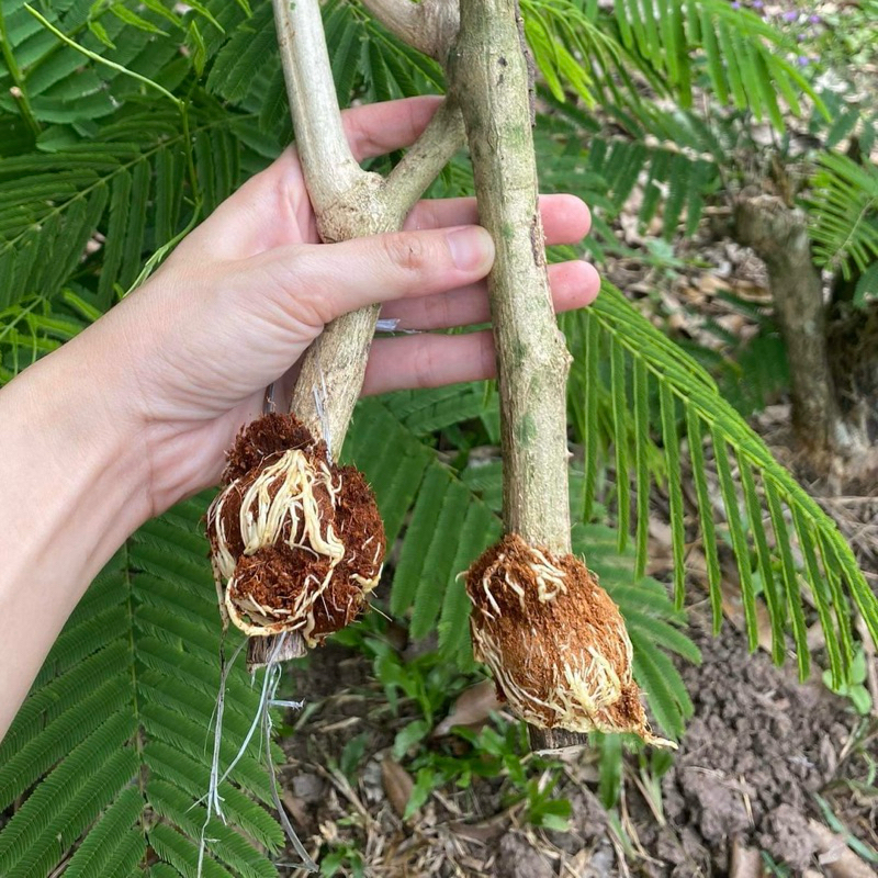 ต้นชะอม มีรากพร้อมปลูก | Shopee Thailand