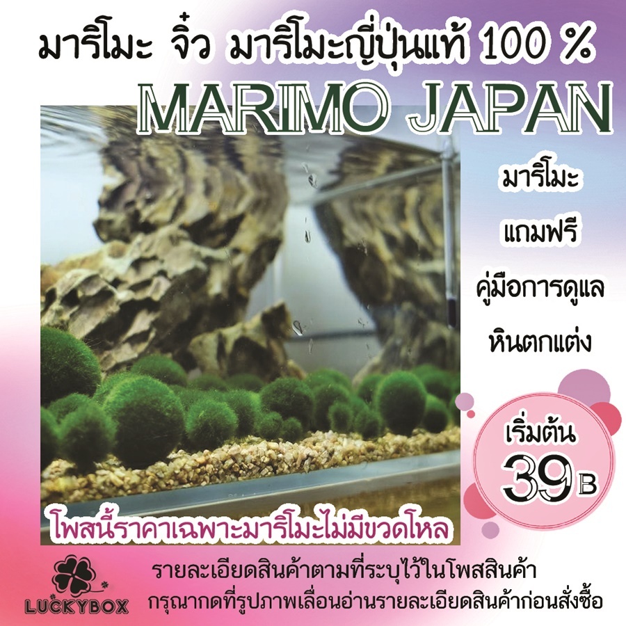 Marimo มาริโมะ สาหร่ายขนาดจิ๋ว ราคาเริ่มต้น 39 บาท | Shopee Thailand