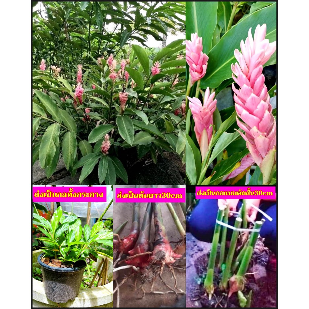 (1กระถาง) ต้น ดอก ขิงชมพู ต้นขิงชมพู สีชมพู Alpinia purpurata Eileen ...