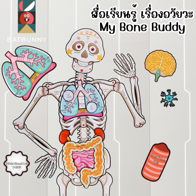 My Bone Buddy สื่อเรียนรู้เรื่องอวัยวะ สำหรับเด็ก | Shopee Thailand