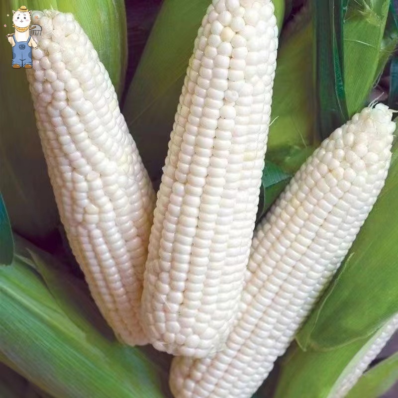 พืชผัก 10 เมล็ด WHITE LAGKITAN CORN ข้าวโพดข้าวเหนียว เมล็ดพันธุ์ให้ผล ...