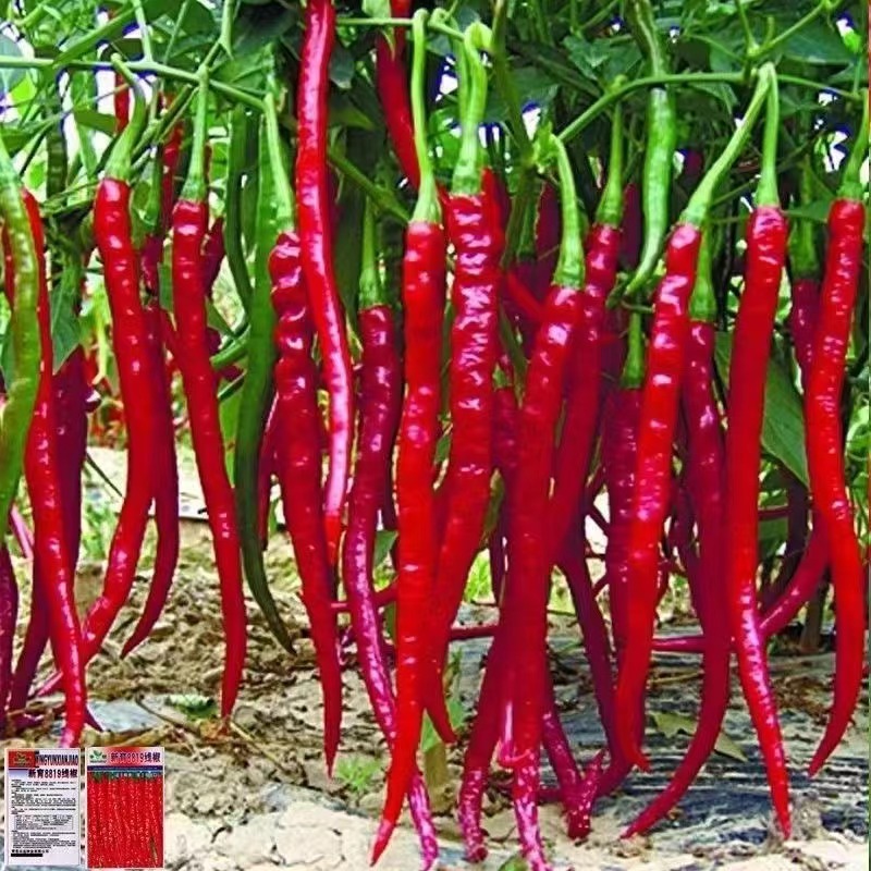 เมล็ดพันธุ์พริกโจลอง 50เมล็ด พันธุ์พริกยาว ลูกดก เผ็ดหอม ปลูกง่าย ให้ ...