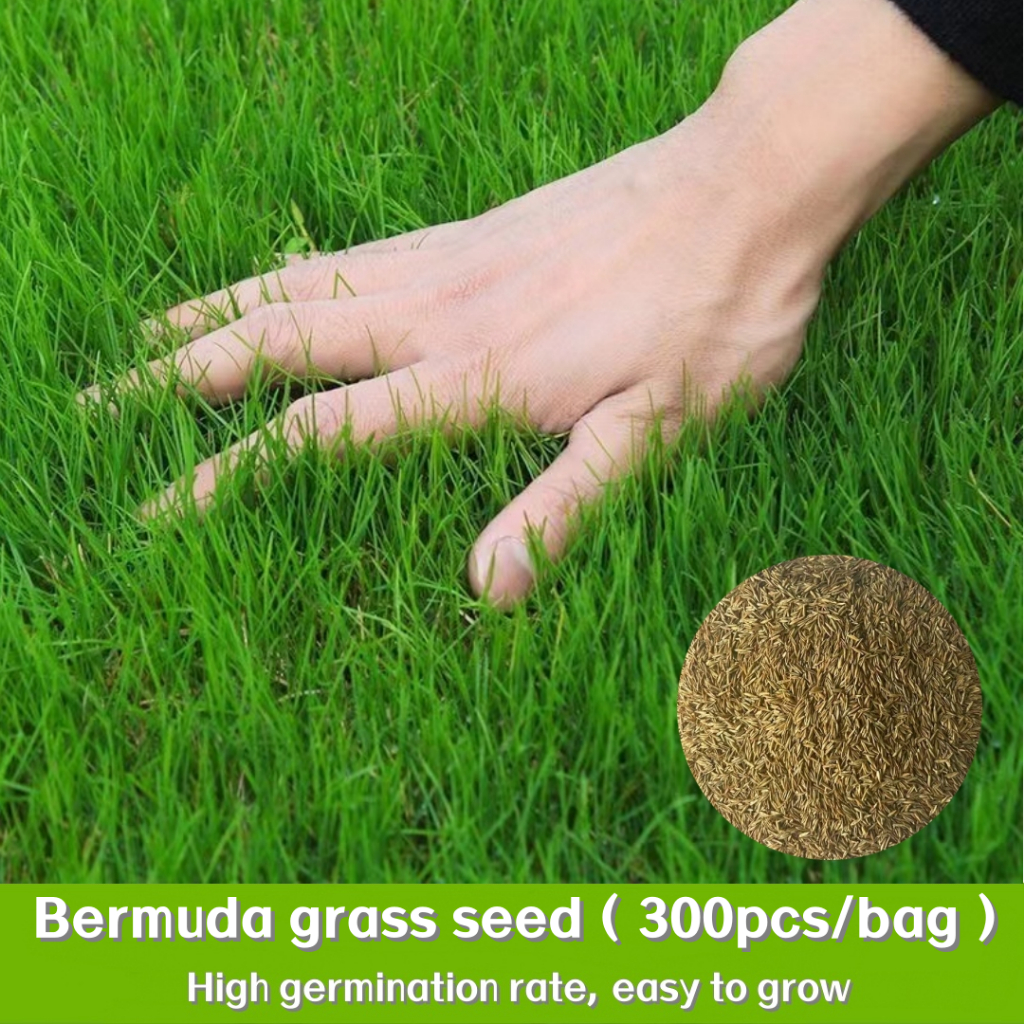300 เมล็ด เมล็ดหญ้า BERMUDA GRASS SEEDS การงอกอย่างรวดเร็ว การออกแบบสวน ...