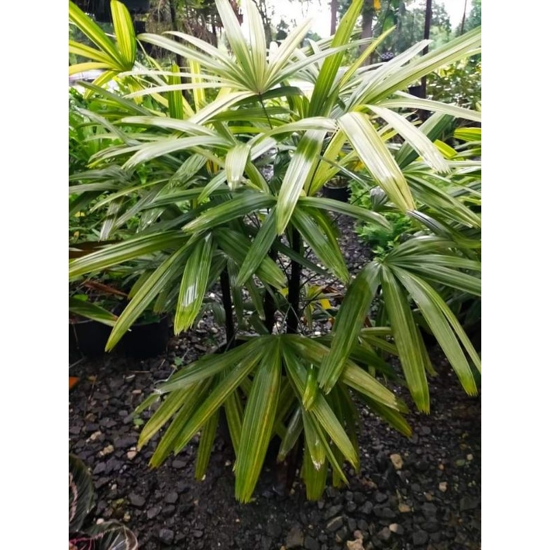 ต้นจั๋งด่าง แบบกอ สูง 70-80 ซม. กระถาง 12 นิ้ว | Shopee Thailand