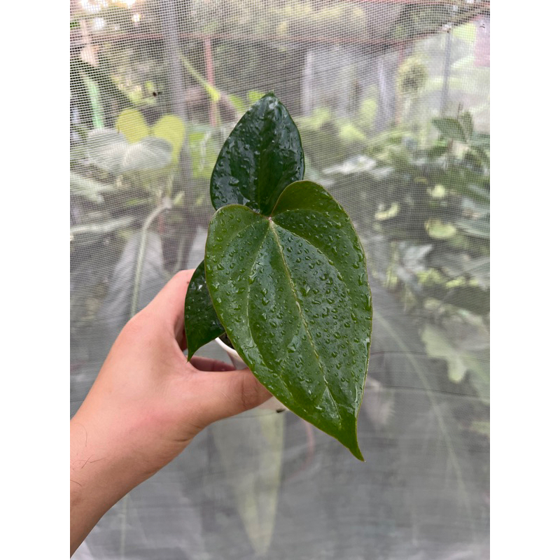 Anthurium nigrolaminum gigi (Sp.napo ) Cross Besseae aff ( round form ...