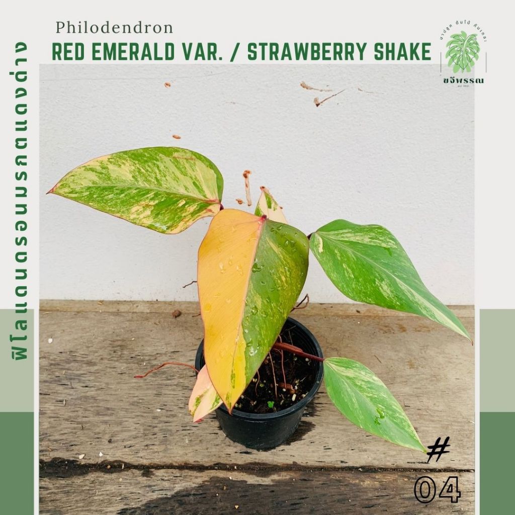 Philodendron Red Emerald (Strawberry Shake) | ฟิโลเดนดรอนเรดเอมเมอรัล (สตอเบอร์รี่เชค) | Shopee ...