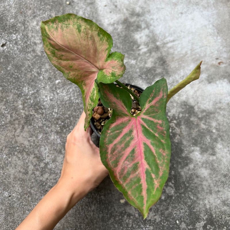 ต้น syngonium orm nak red ออมนาคแดง | Shopee Thailand